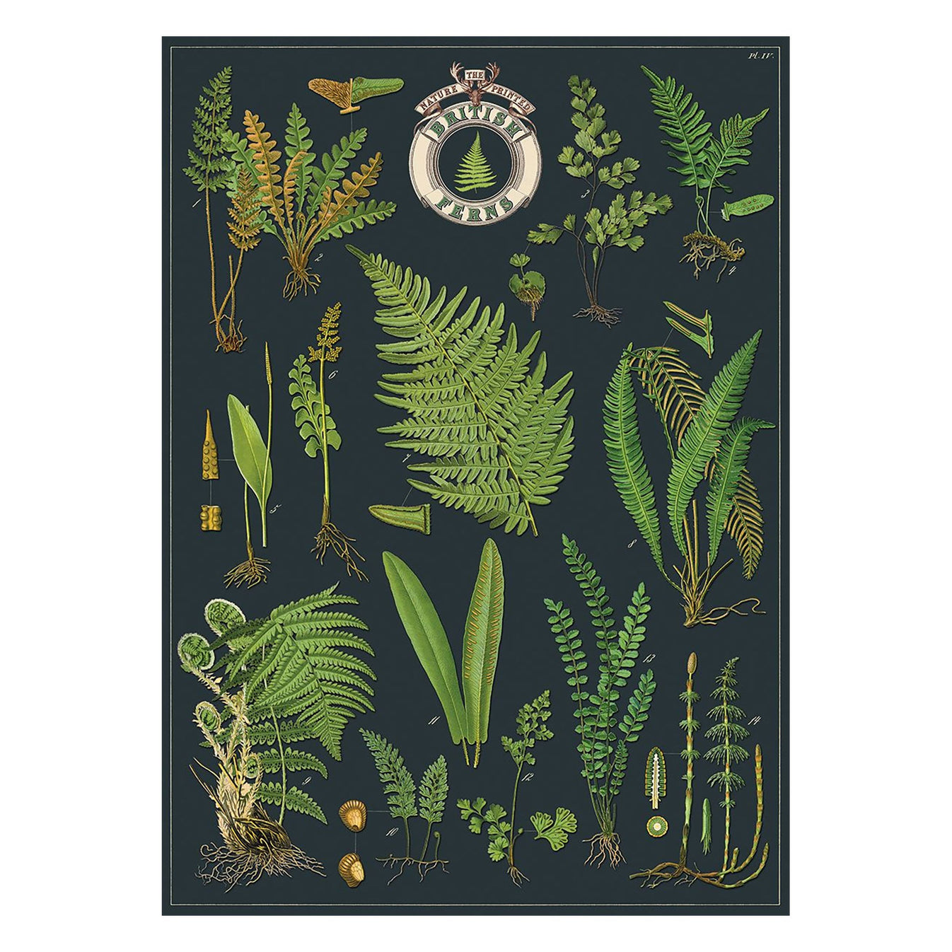 Vintage Poster British Ferns | JK Adams